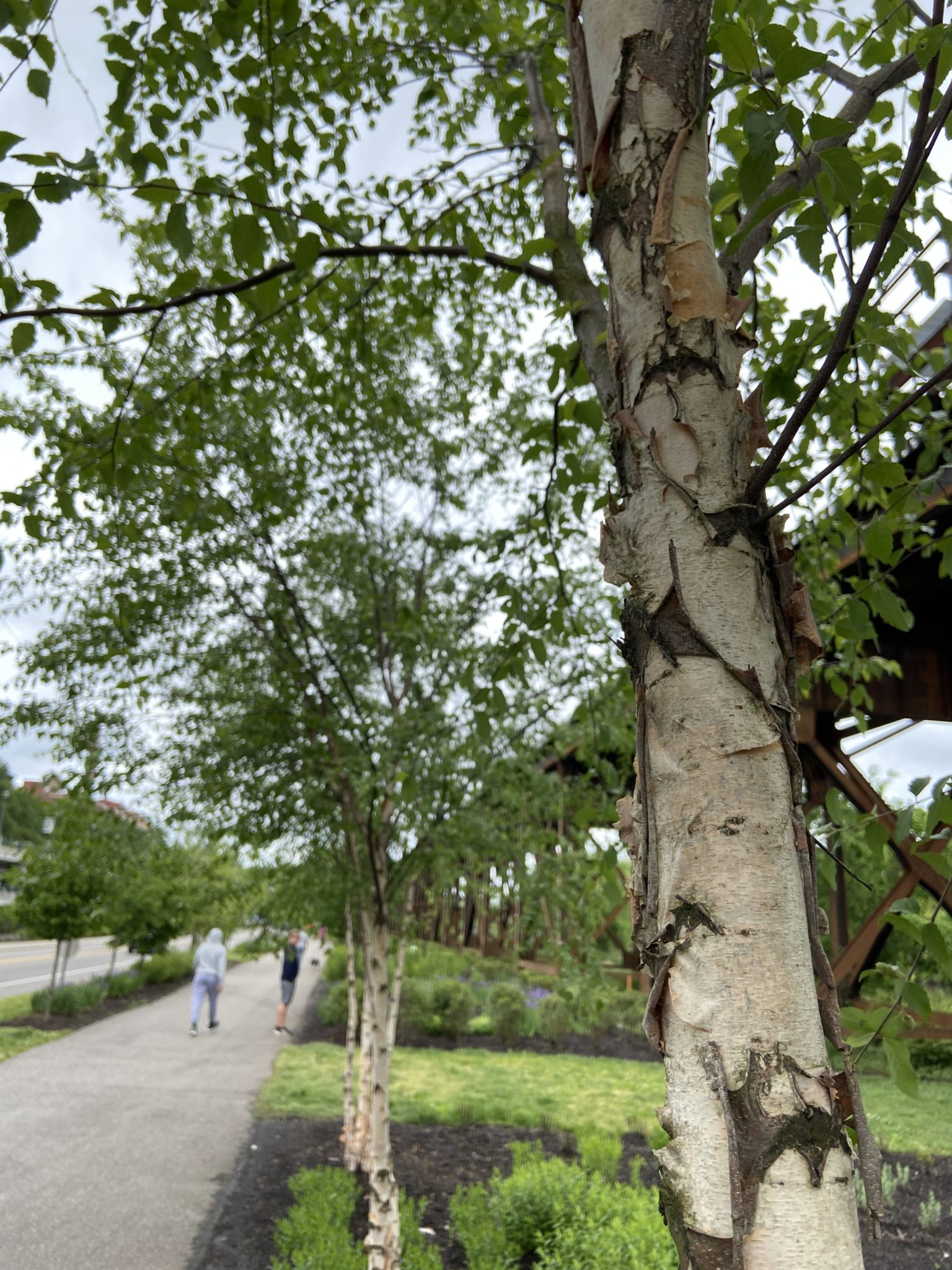 Plant Feature: River Birch Betula nigra - Capital Trees