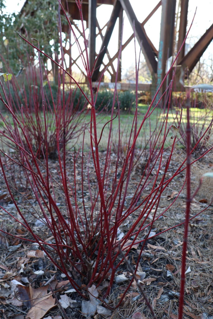 red twig dogwood - Capital Trees