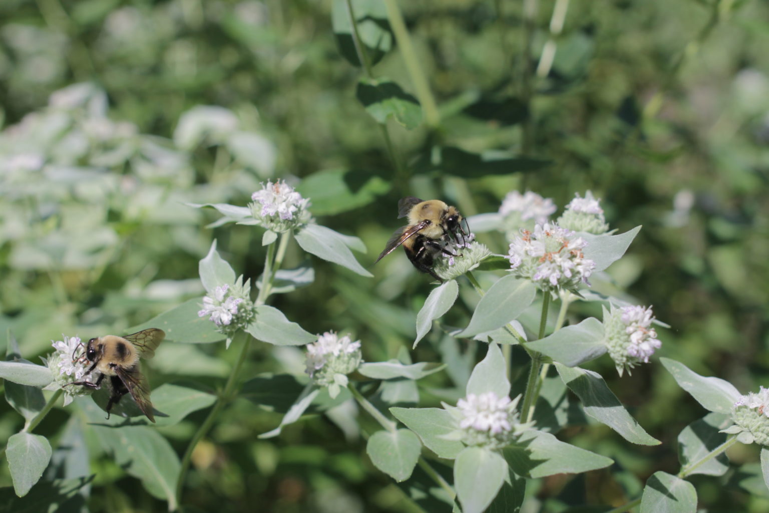 Getting to Know the Humble Bumble - (Bombus spp.) - Capital Trees