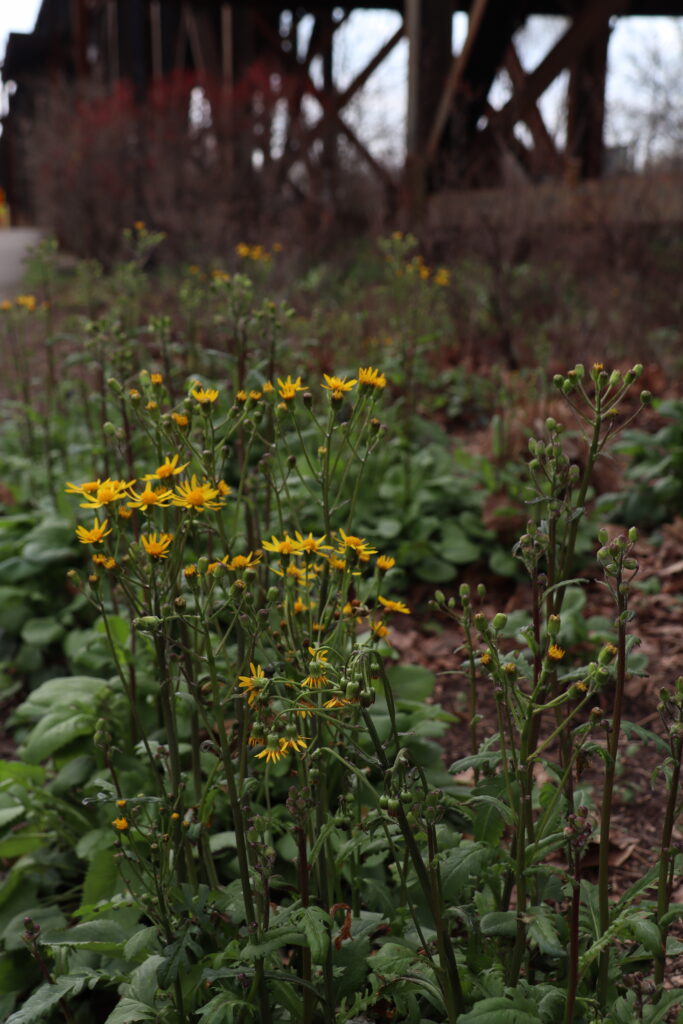 Featured Plant — Golden Ragwort (Packera aurea) - Capital Trees
