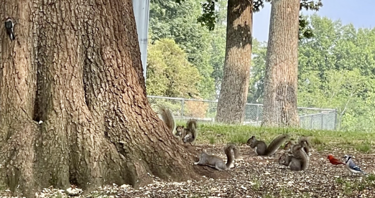 Dead Trees: Vital Habitats - Capital Trees