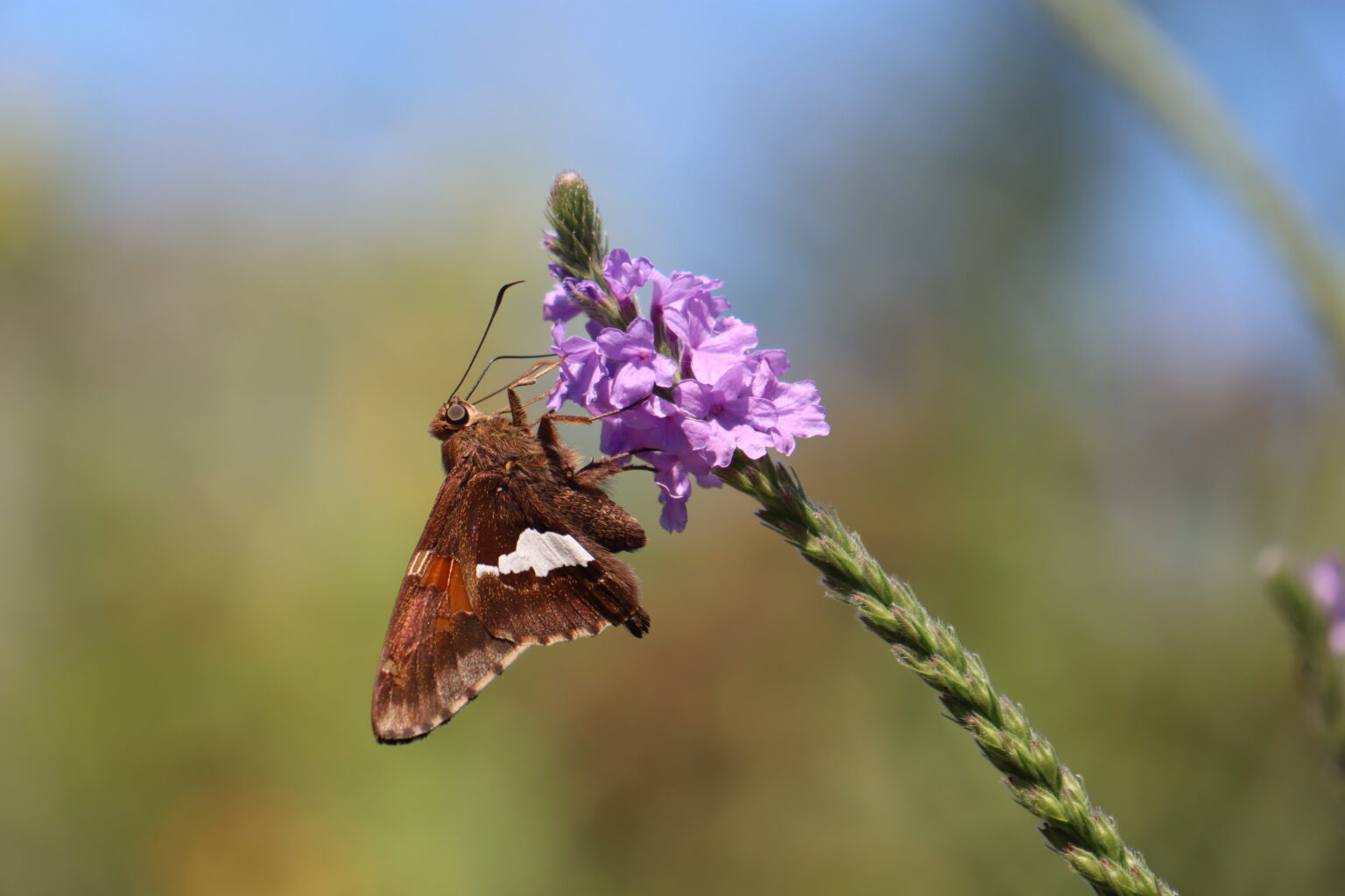 Butterfly or Moth? Understanding Sprightly Skippers - Capital Trees