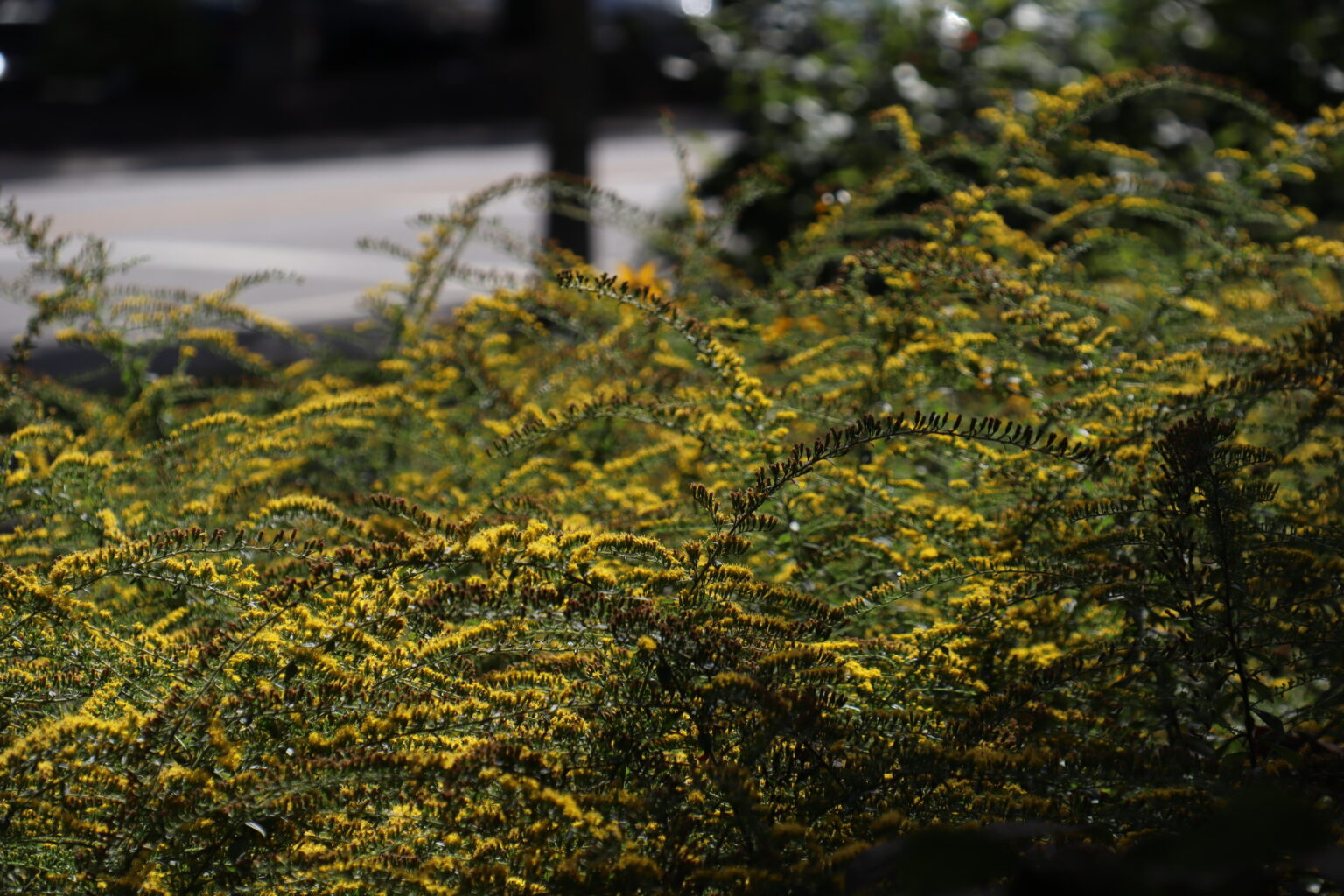 Featured plant - Rough Goldenrod (Solidago rugosa) - Capital Trees