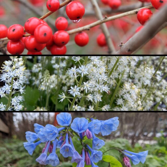 Contact Us - Capital Trees